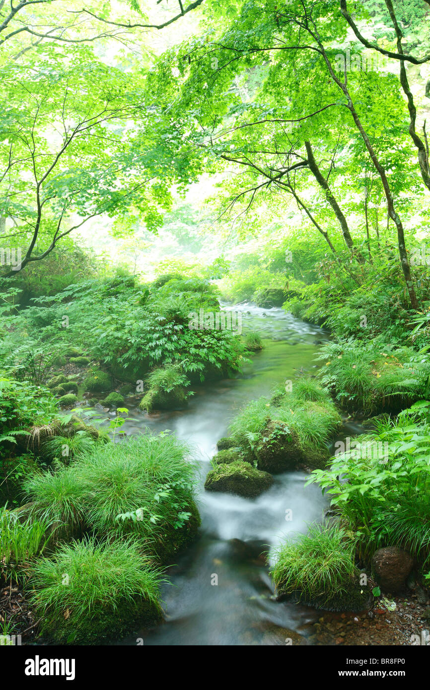 Billabongs hi-res stock photography and images - Alamy