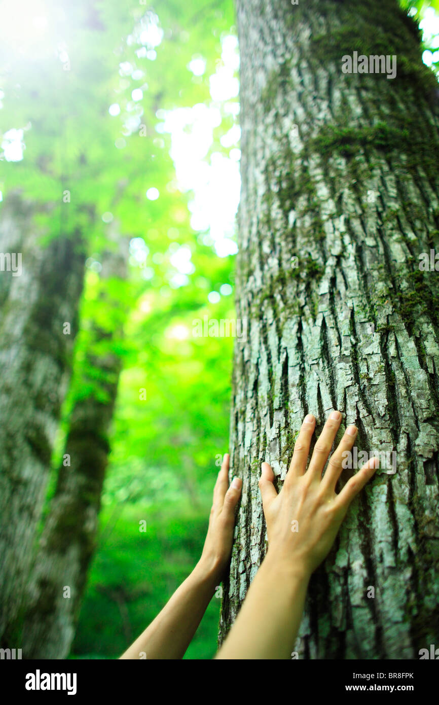Hands touching a tree Stock Photo - Alamy