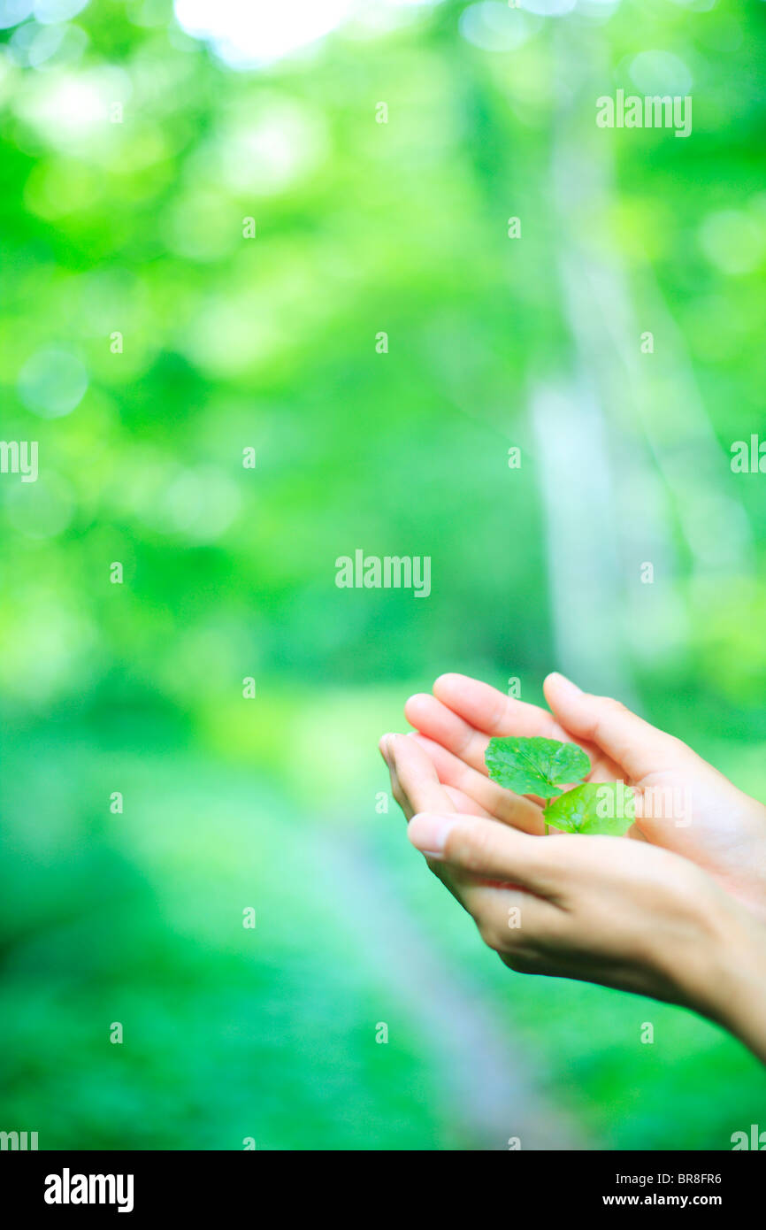 Hands holding new leaves Stock Photo - Alamy