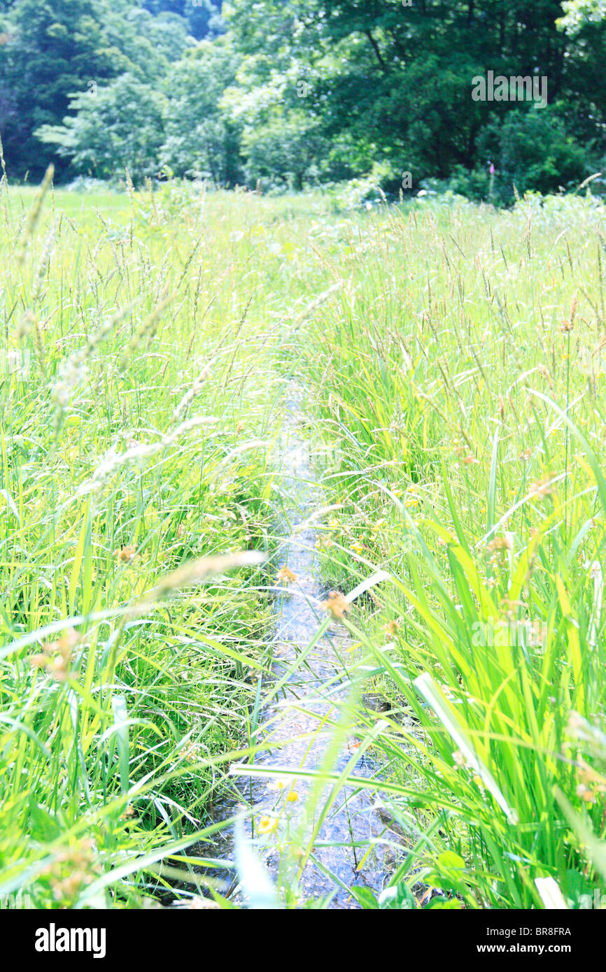 Small stream passing through field Stock Photo - Alamy Small stream passing through field Stock Photo - Alamy