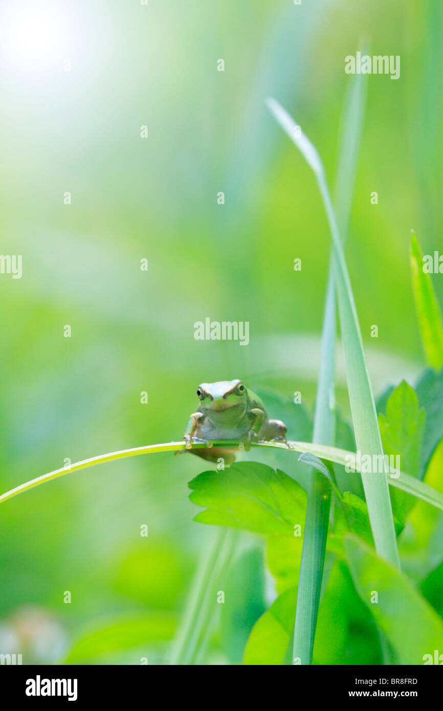 Frog front view hi-res stock photography and images - Alamy