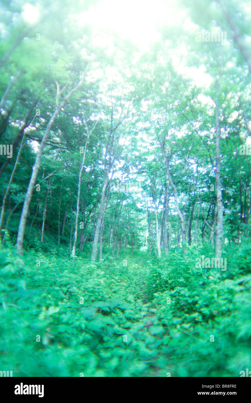 Lush forests japan hi-res stock photography and images - Alamy