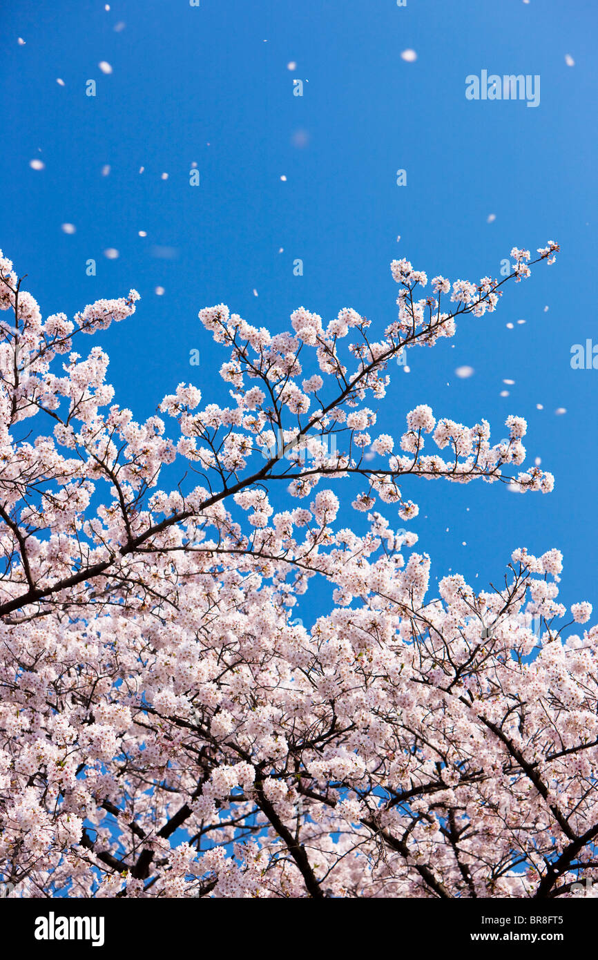 Falling Blossom High Resolution Stock Photography and Images - Alamy