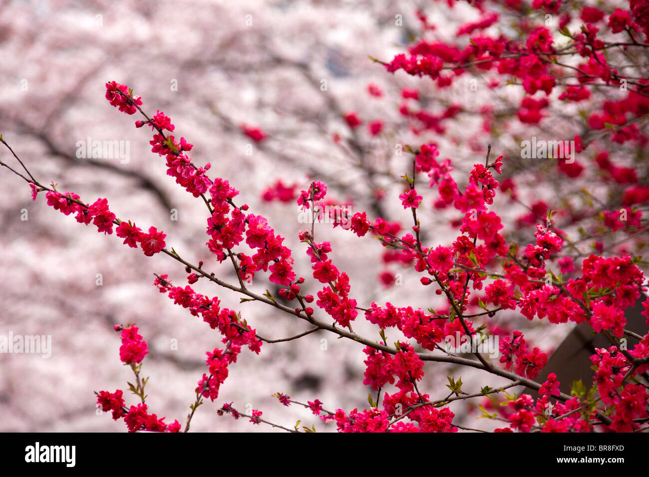 Plum trees and flowering and japan hi-res stock photography and images ...
