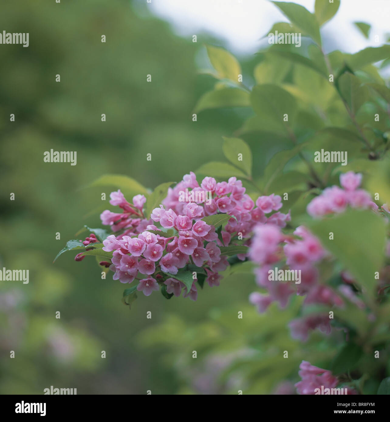 Weigela hortensis hi-res stock photography and images - Alamy
