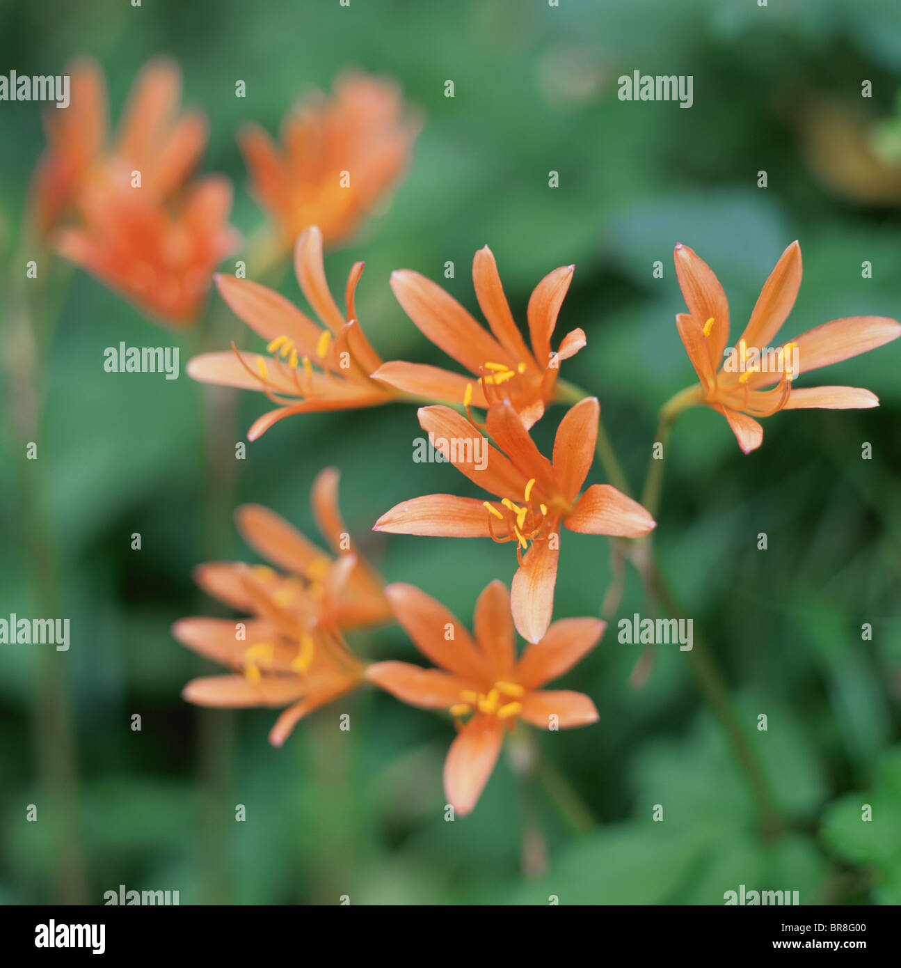 Lycoris sanguinea hi-res stock photography and images - Alamy