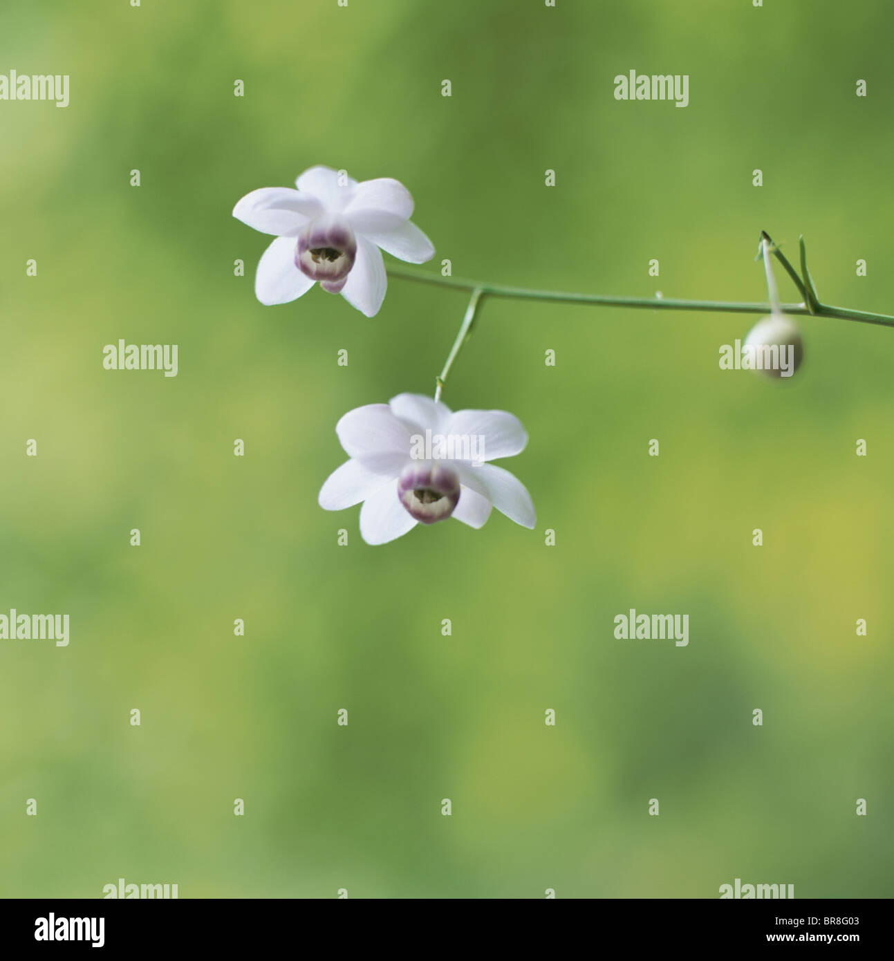 Anemonopsis Macrophylla High Resolution Stock Photography and Images ...