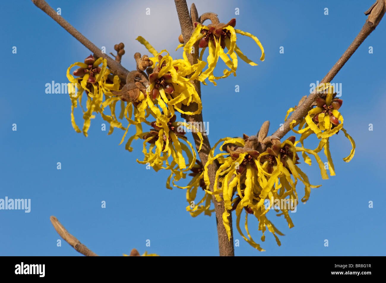Red Witch Hazel (Hamamelis x intermedia Arnold Promise), flowering twig ...