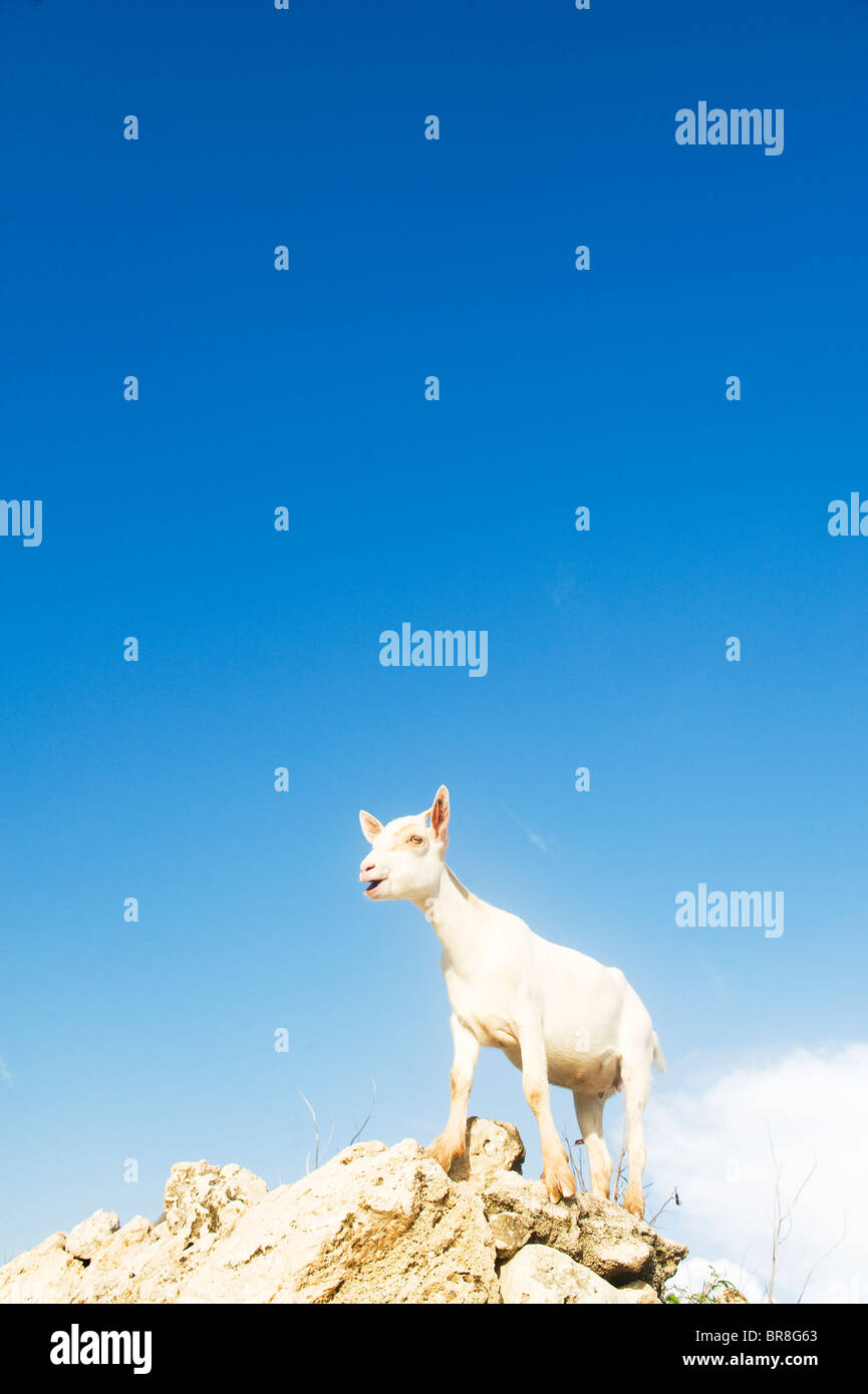 Wildlife on top hi-res stock photography and images - Alamy