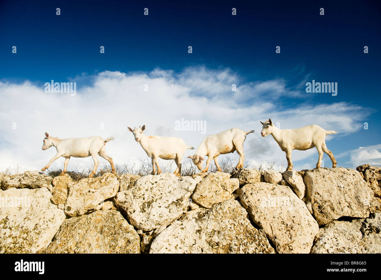 Groups of goats hi-res stock photography and images - Alamy