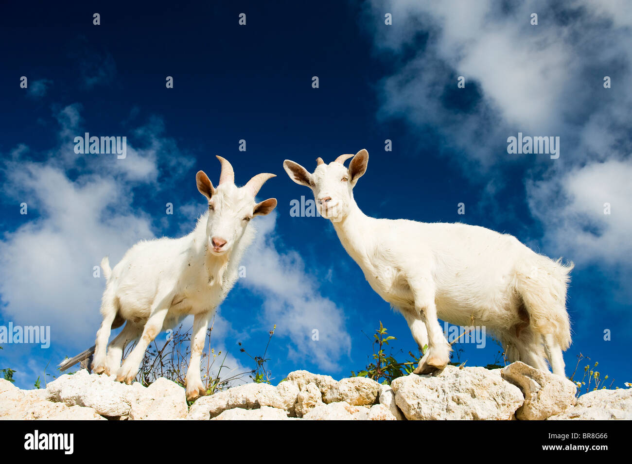Rock formation two animals hi-res stock photography and images - Alamy