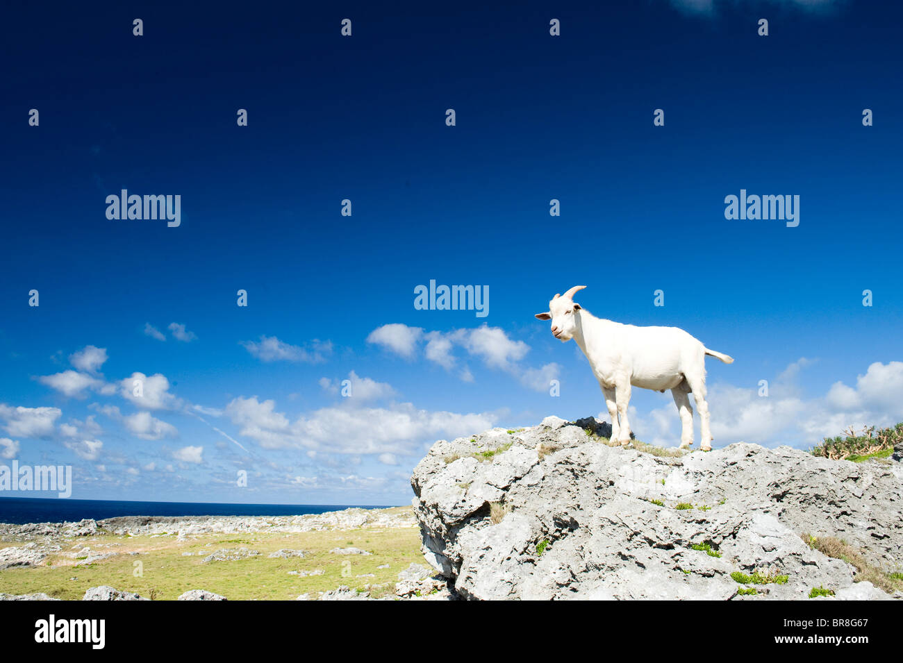 Goat on rocks hi-res stock photography and images - Alamy