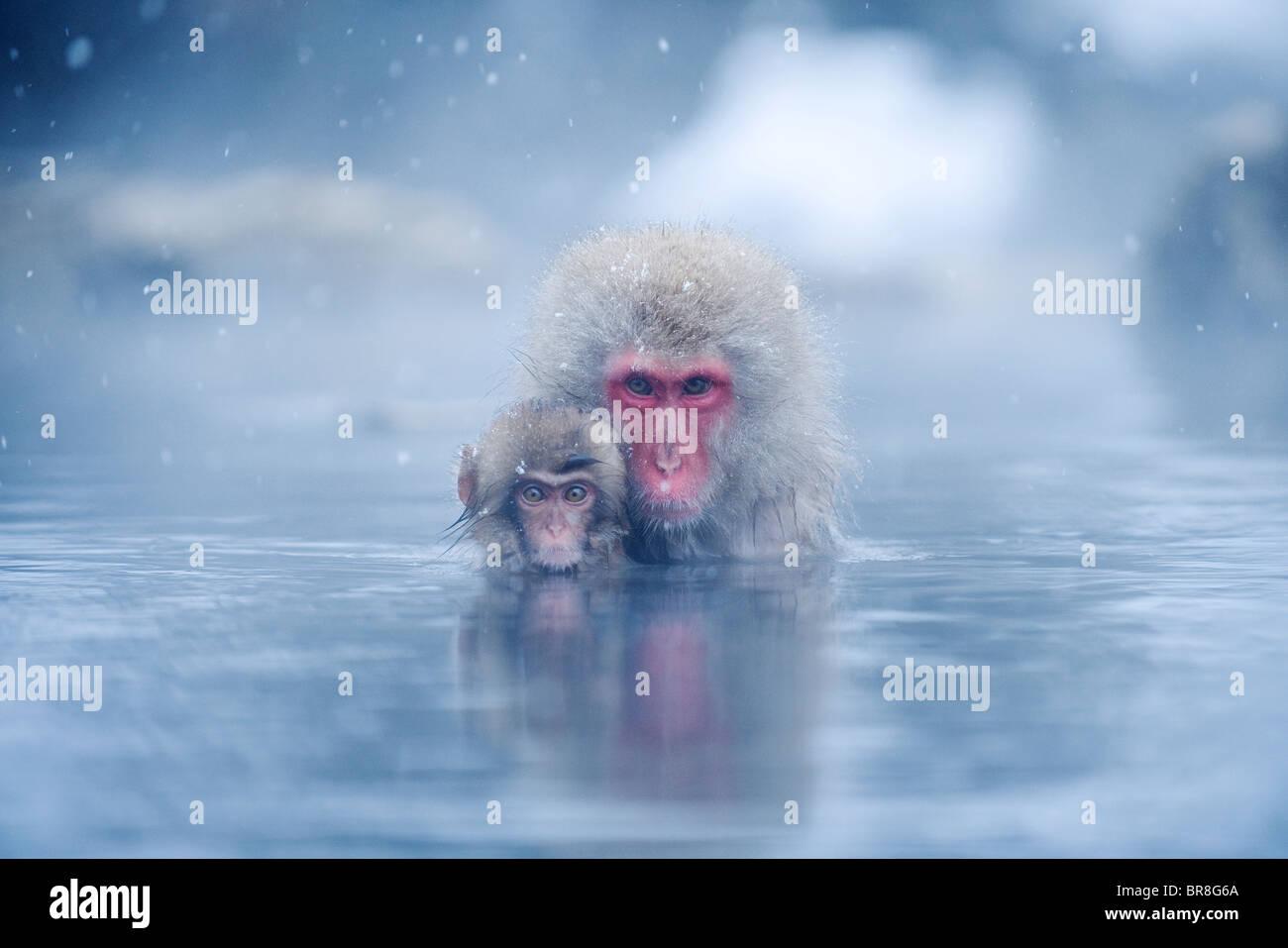Japanese macaque hot spring hi-res stock photography and images - Alamy