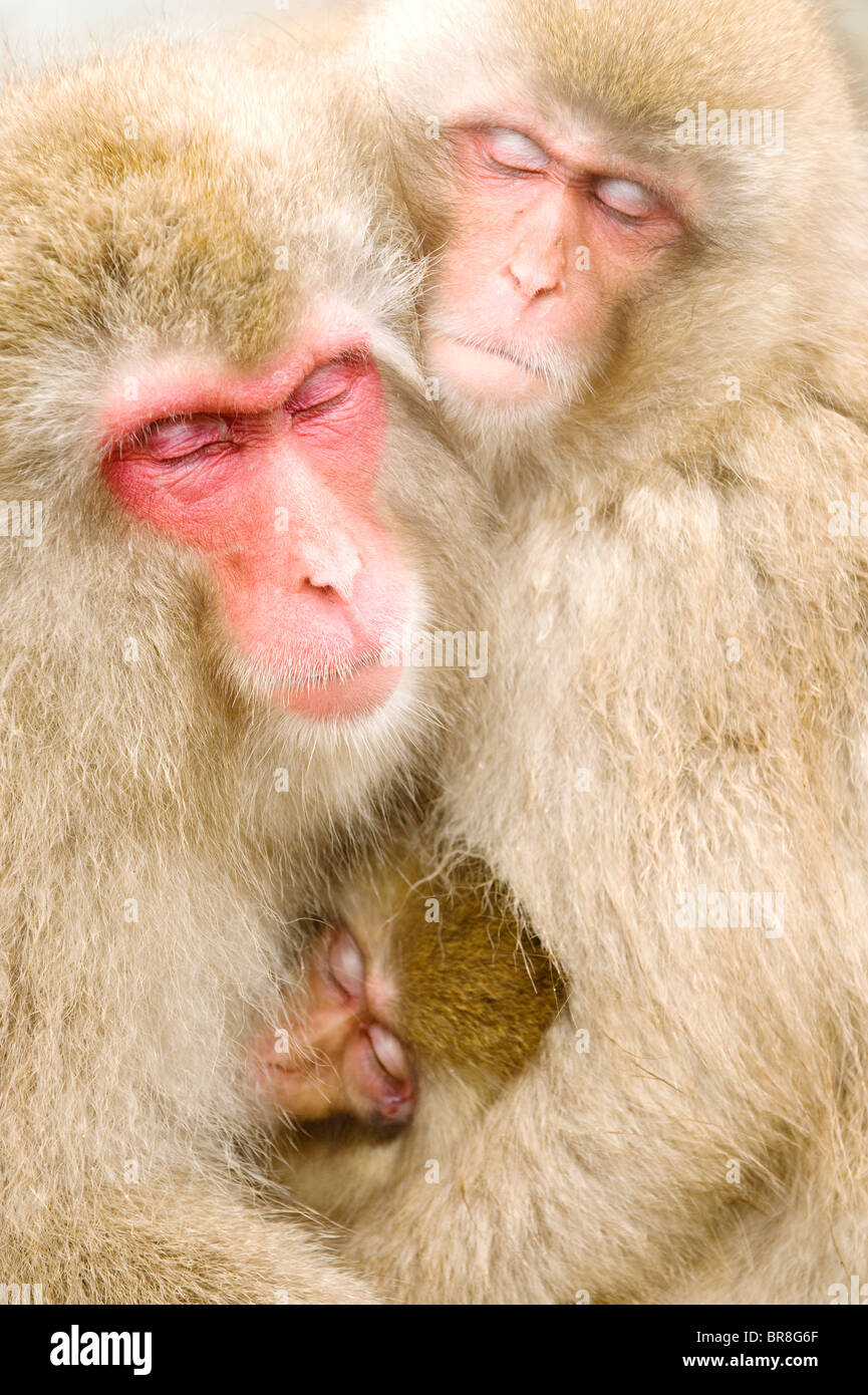 Japanese macaque monkeys group hi-res stock photography and images - Alamy