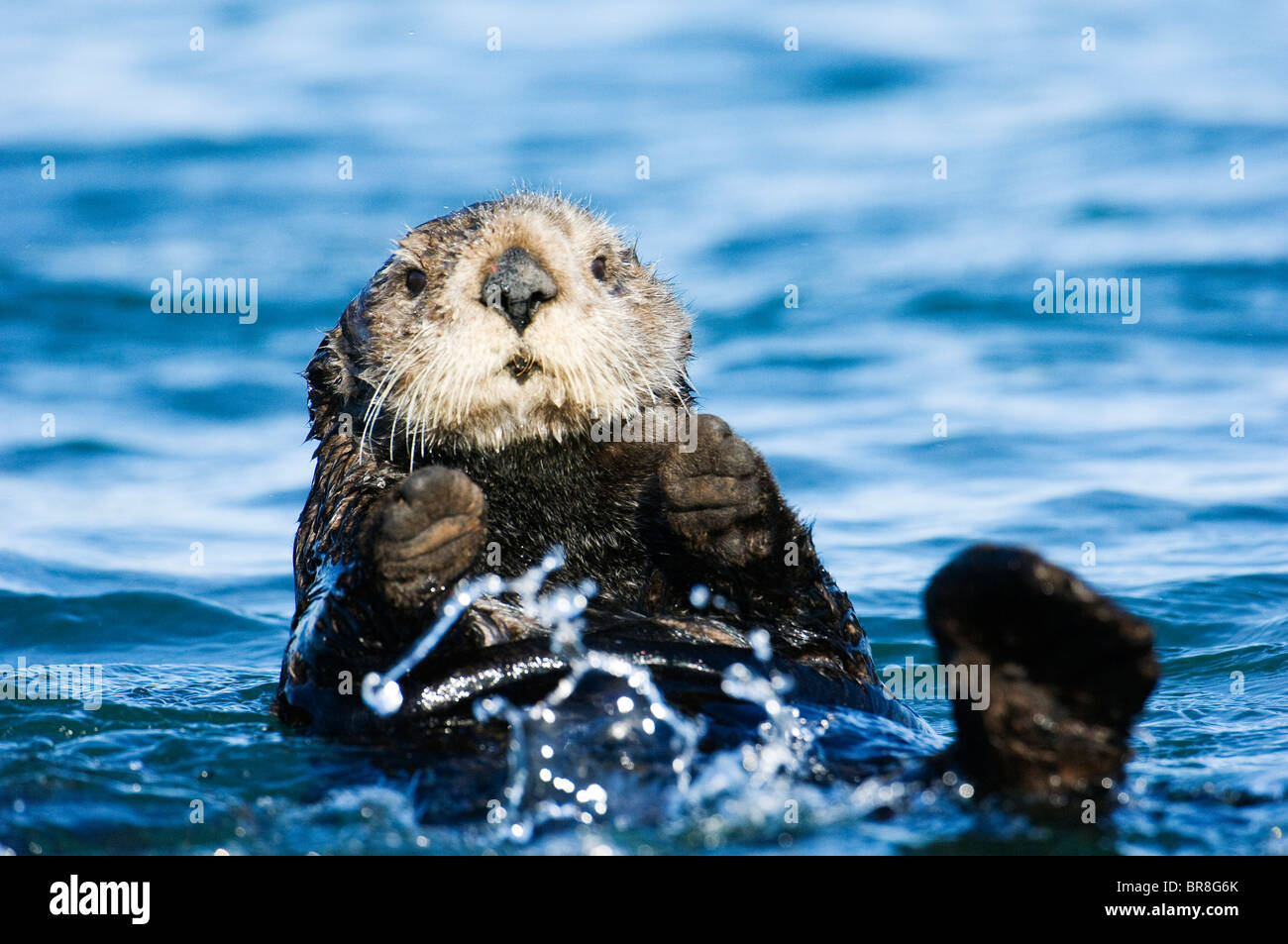 Sea otter swims in water hi-res stock photography and images - Alamy
