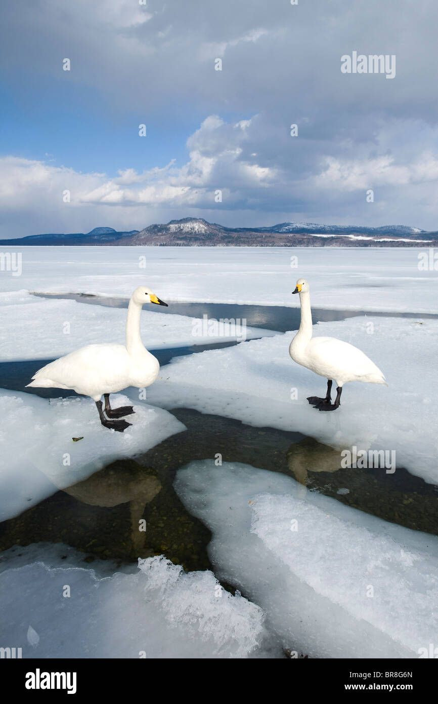 Two swans standing on ice Stock Photo - Alamy