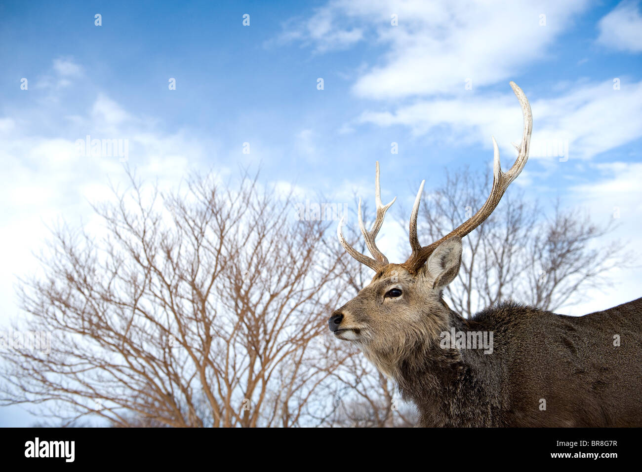 Male Sika deer (Cervus nippon Stock Photo - Alamy