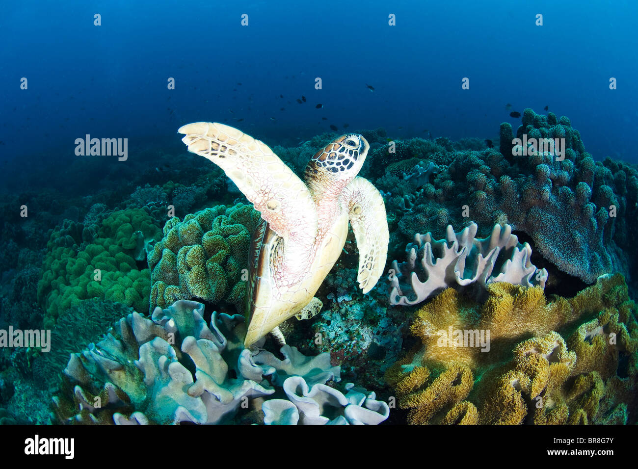 Sea turtle swimming underwater Stock Photo - Alamy
