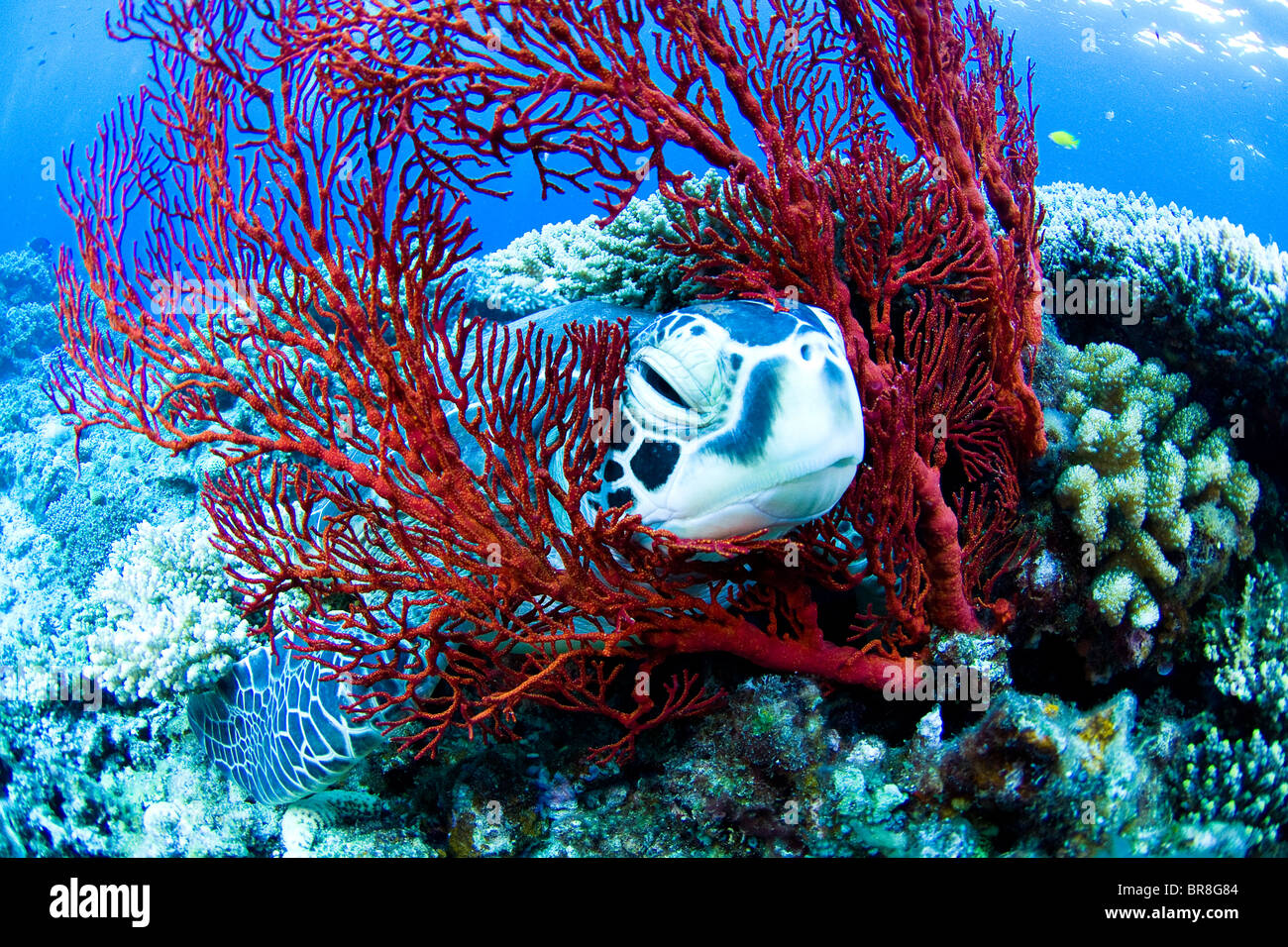 Green Sea Animals High Resolution Stock Photography and Images - Alamy