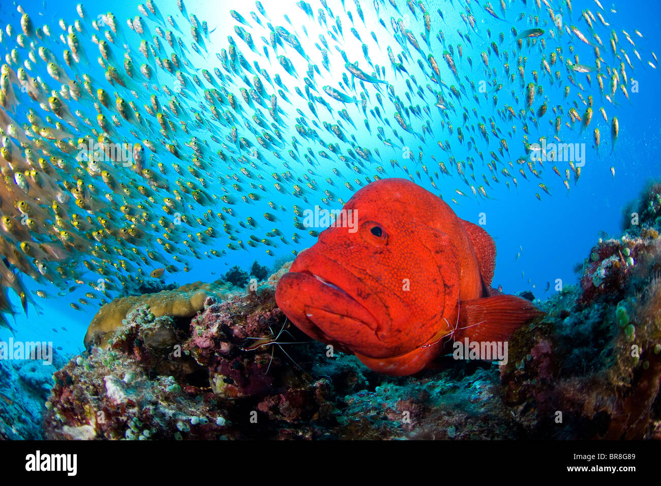 Small fishes and tomato grouper (Cephalopholis sonnerati Stock Photo ...