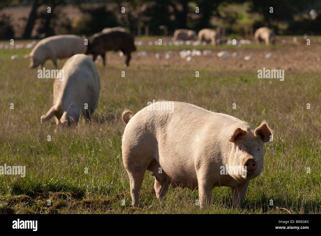 Outdoor reared free range gloucester old spot pigs on a farm Stock ...