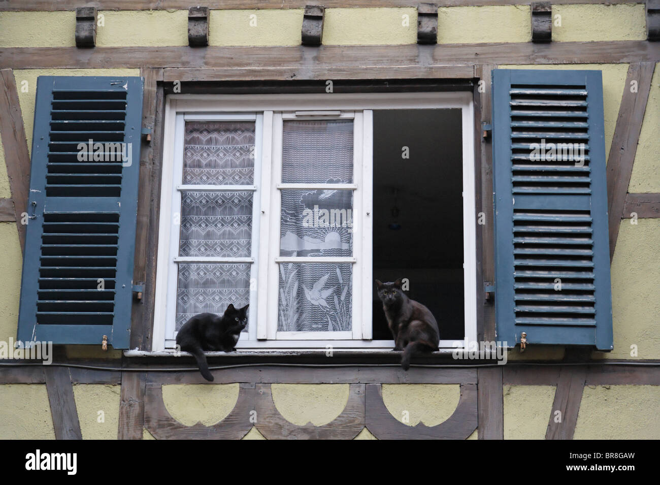Black cats and outdoors hi-res stock photography and images - Alamy