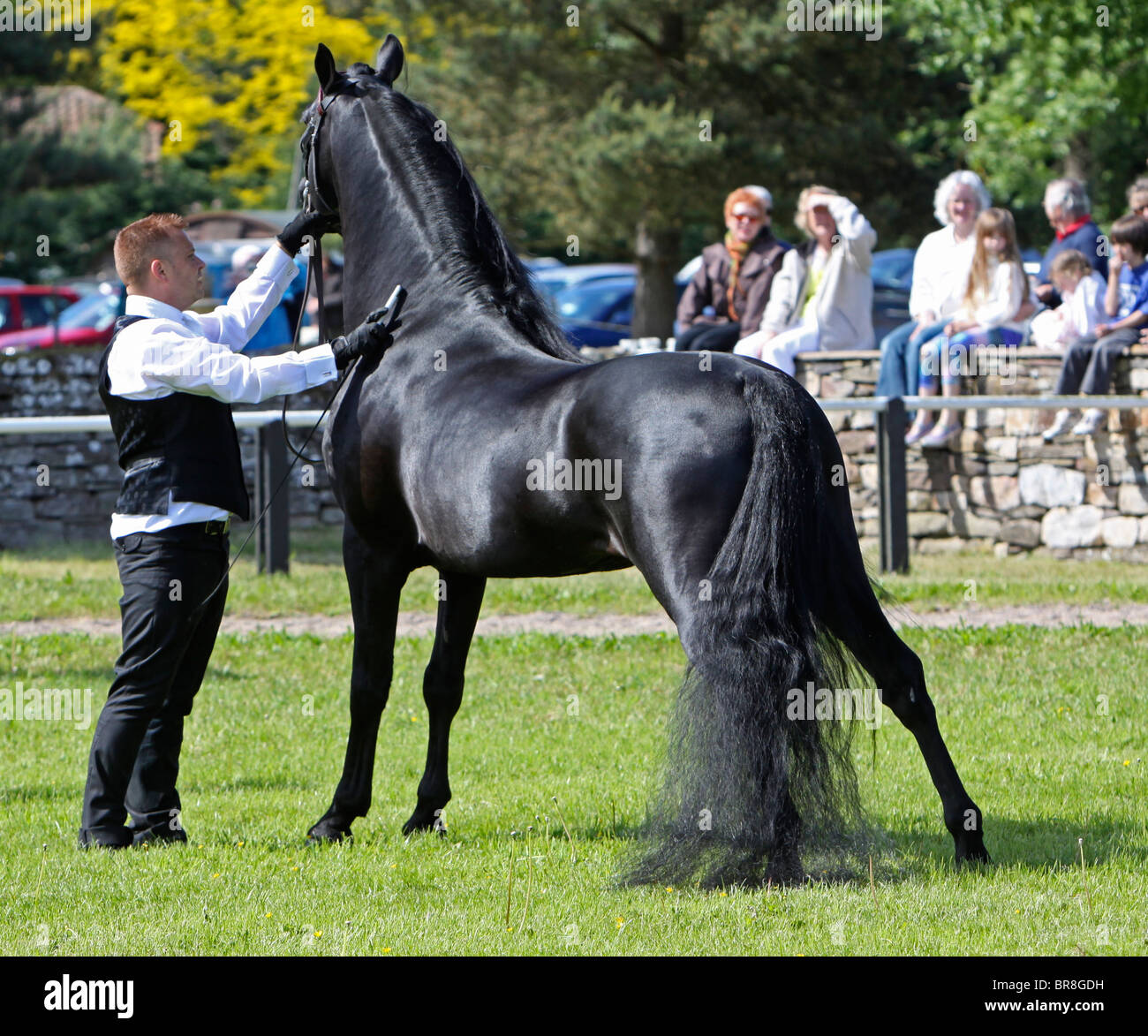 Black Morgan Horse stallion standing proudly Stock Photo - Alamy