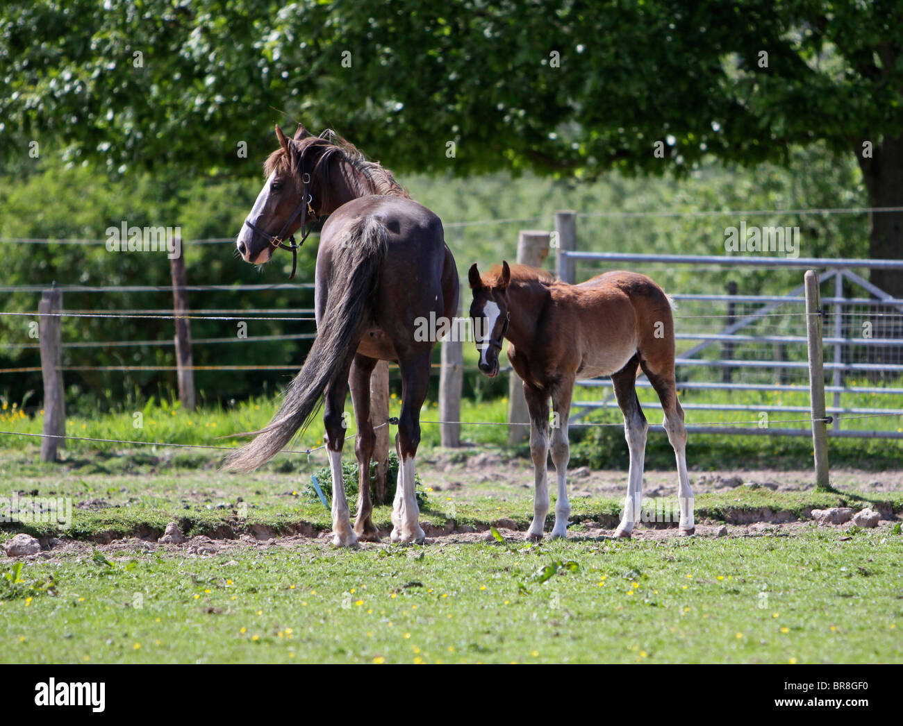 Morgan horse hi-res stock photography and images - Alamy