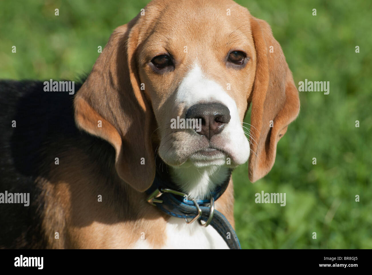 Beagle face hi-res stock photography and images - Alamy