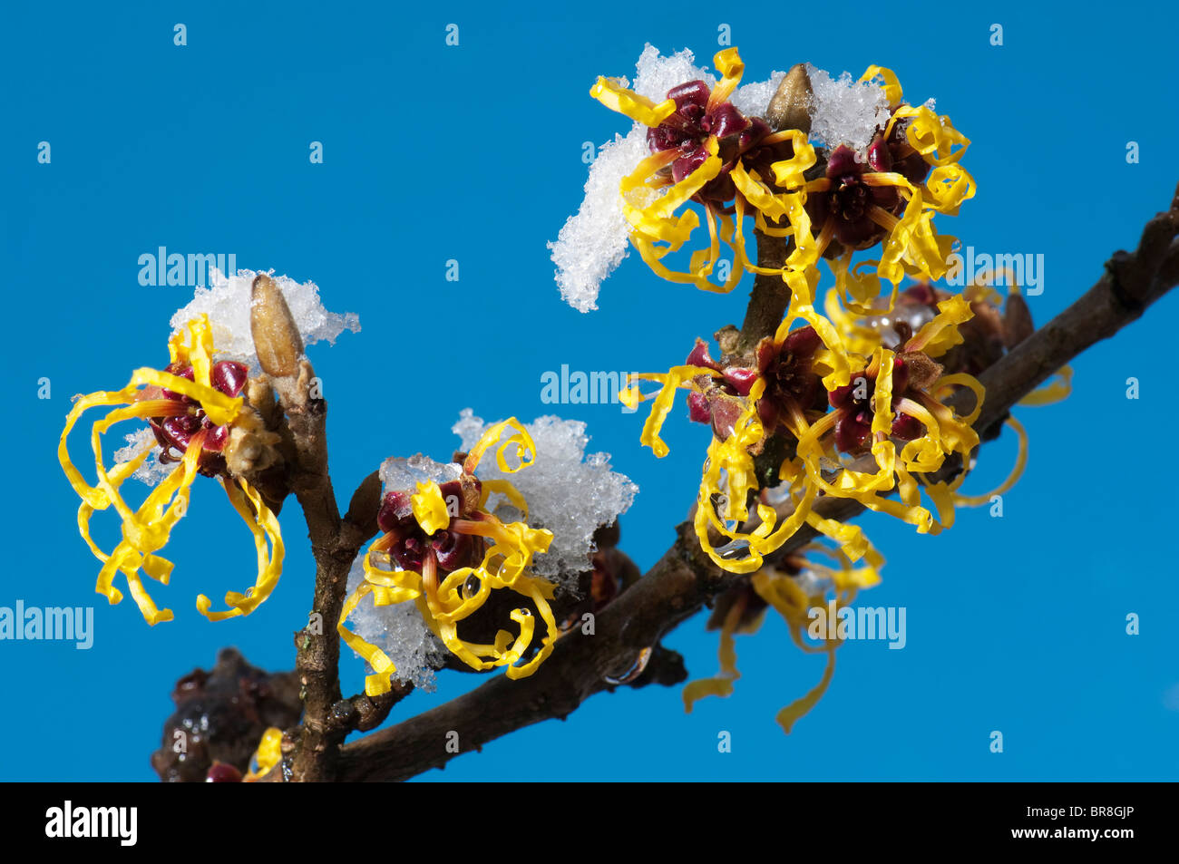 Red Witch Hazel (Hamamelis x intermedia Arnold Promise), flowering twig ...