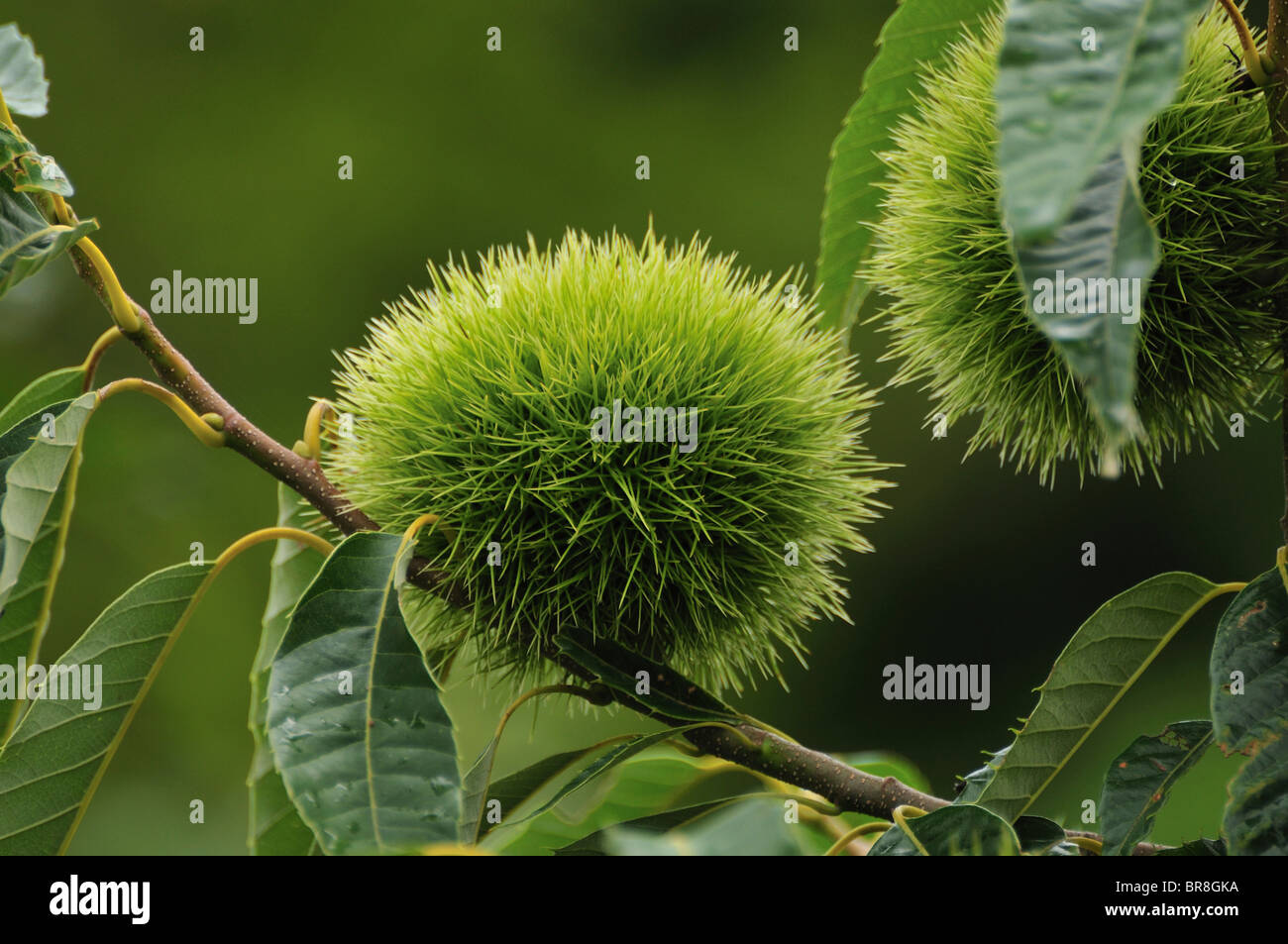 Chestnuts on tree Stock Photo - Alamy