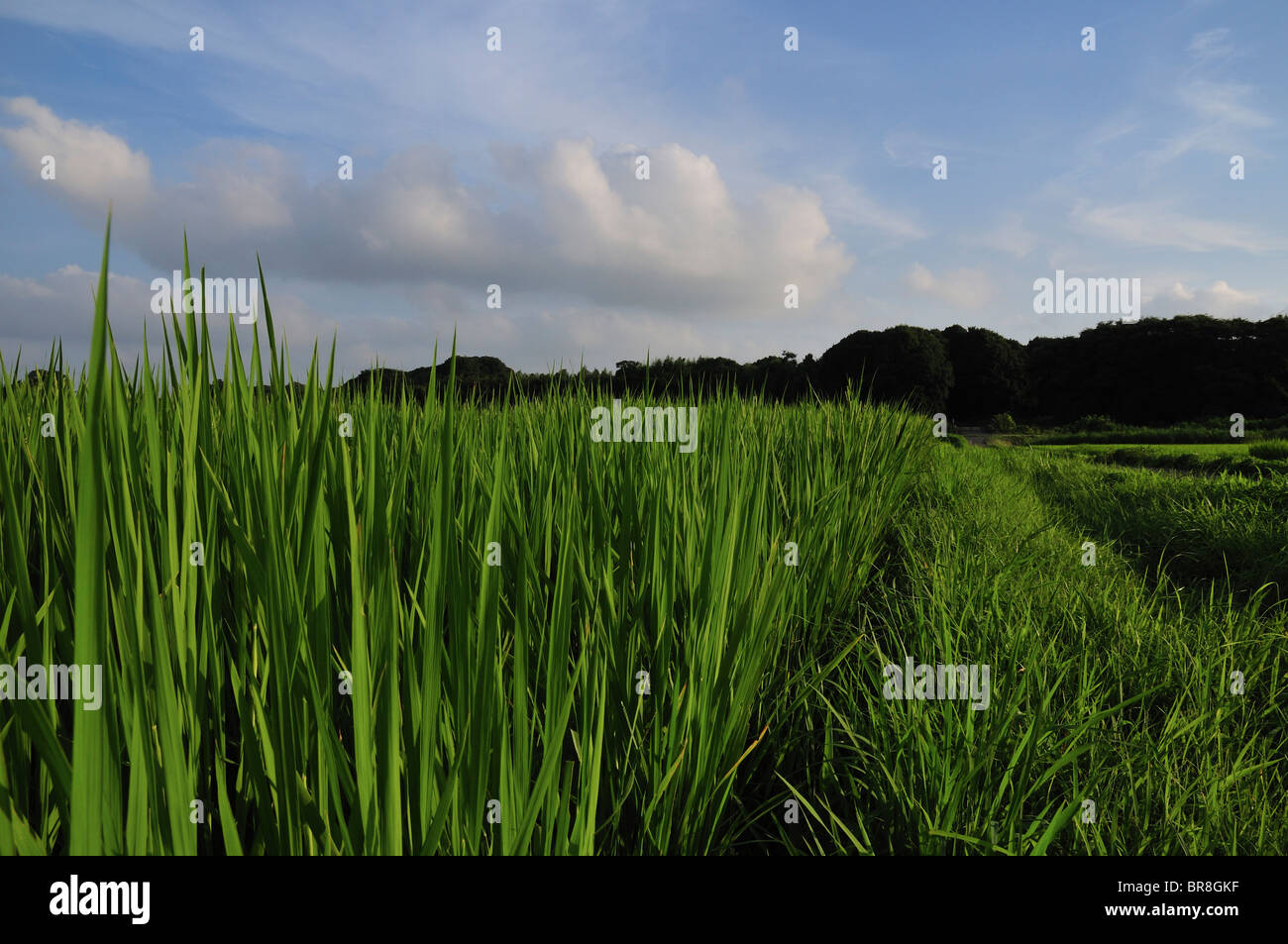 Rice paddy cloud hi-res stock photography and images - Alamy