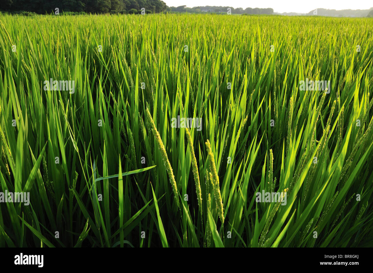 Close up view paddy hi-res stock photography and images - Alamy