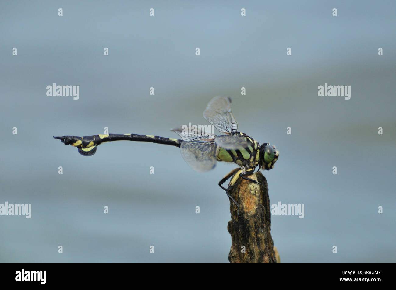 Sinictinogomphus clavatus on tree stump Stock Photo - Alamy