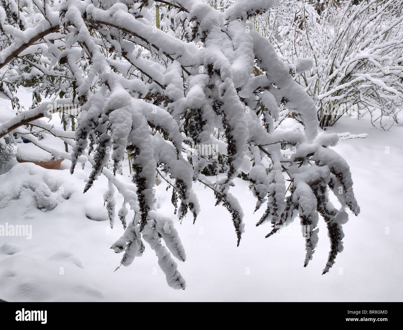 Snow butterfly hi-res stock photography and images - Alamy