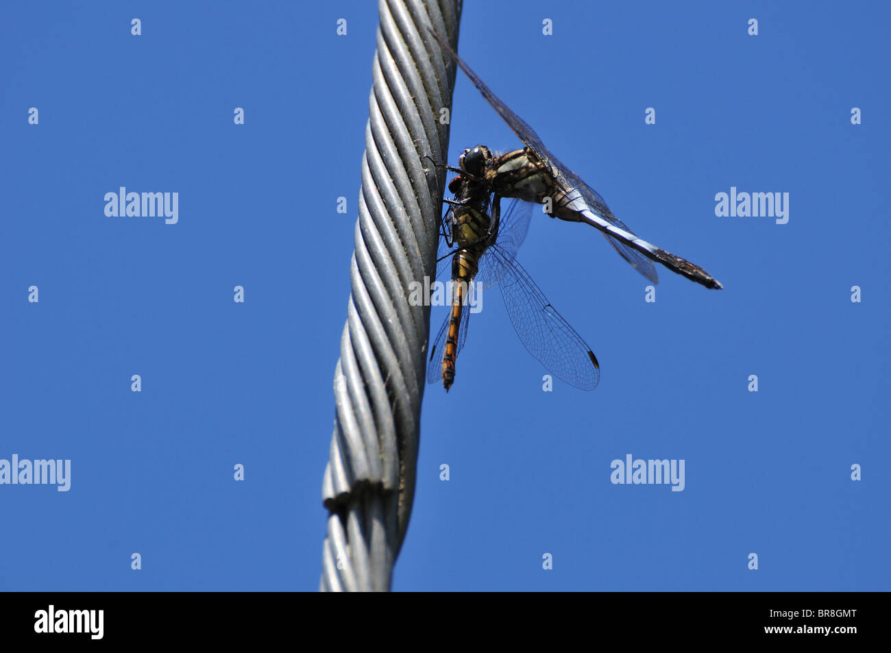 Common Skimmer (Orthetrum albistylum speciosum) eating Sympetrum ...