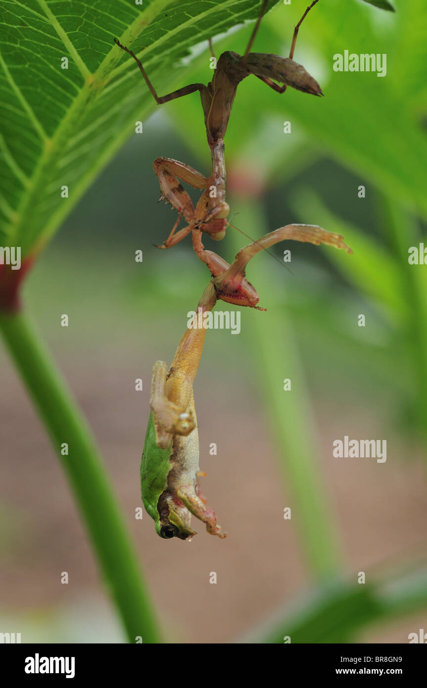 Praying Mantis Eating Frog