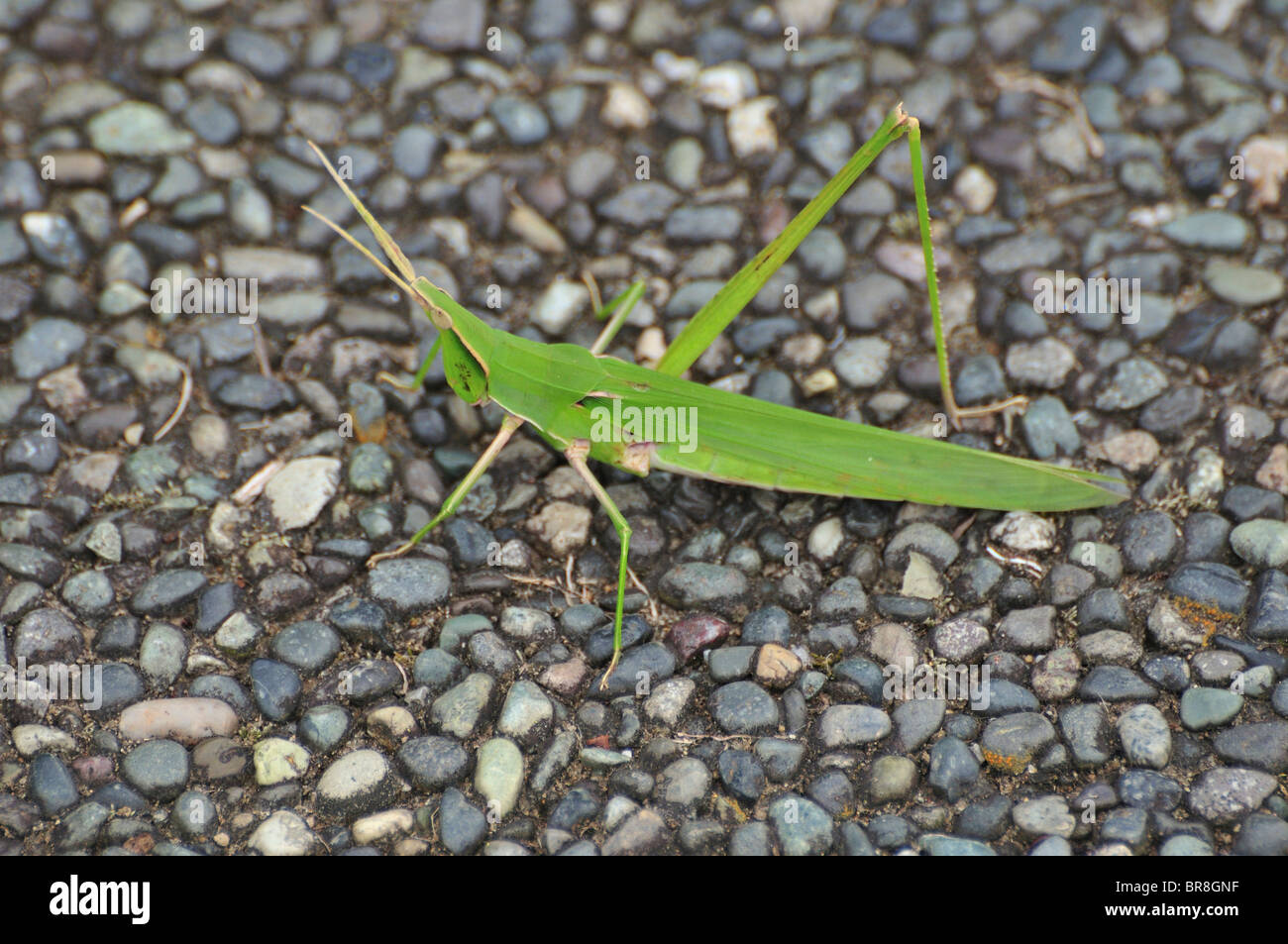 Oriental longheaded locust (Acrida cinerea Stock Photo - Alamy