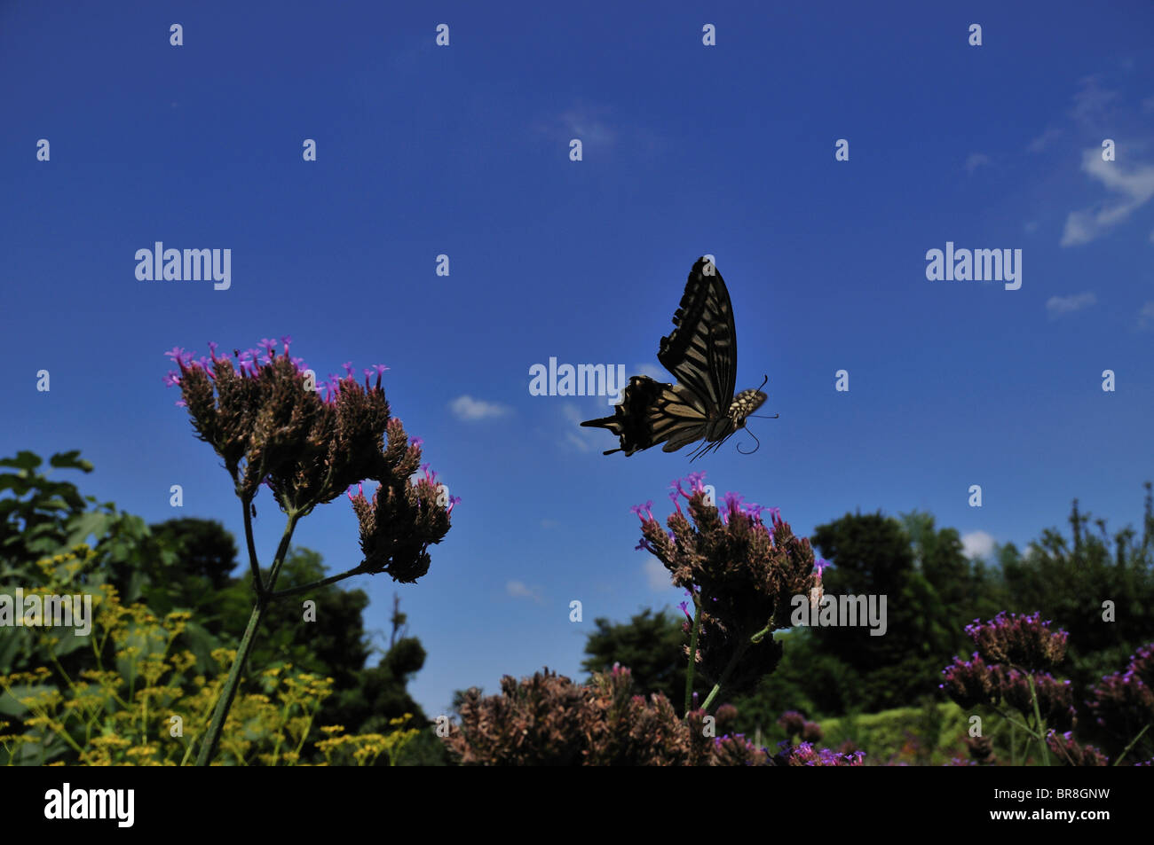 Butterfly flying hi-res stock photography and images - Alamy