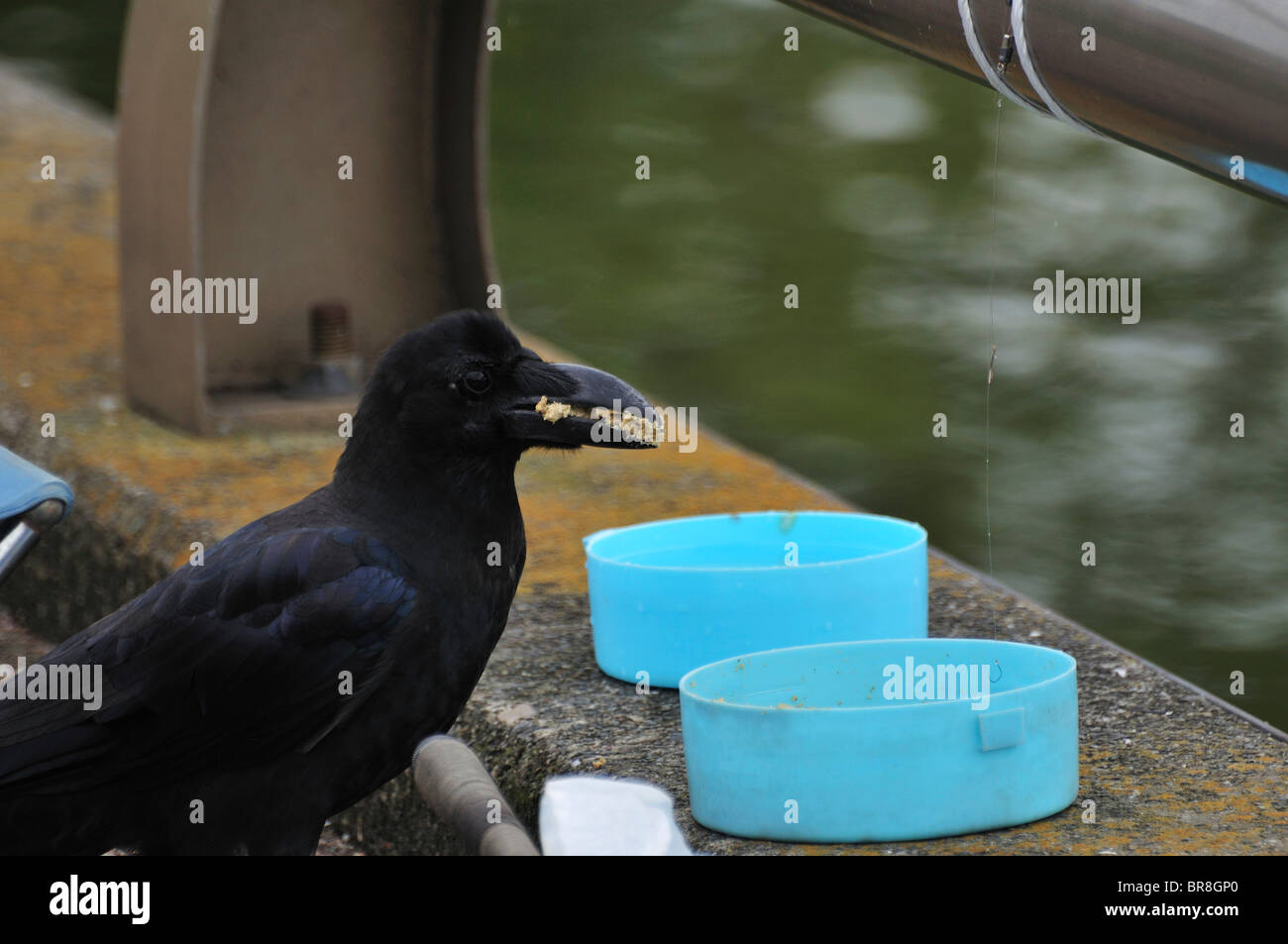Bait fishing bird hi-res stock photography and images - Alamy