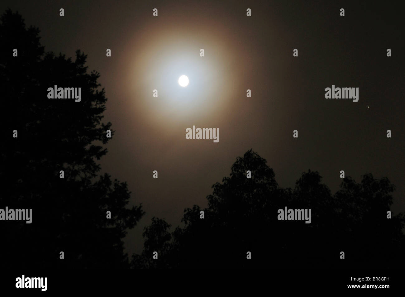 Moonlight tree hi-res stock photography and images - Alamy