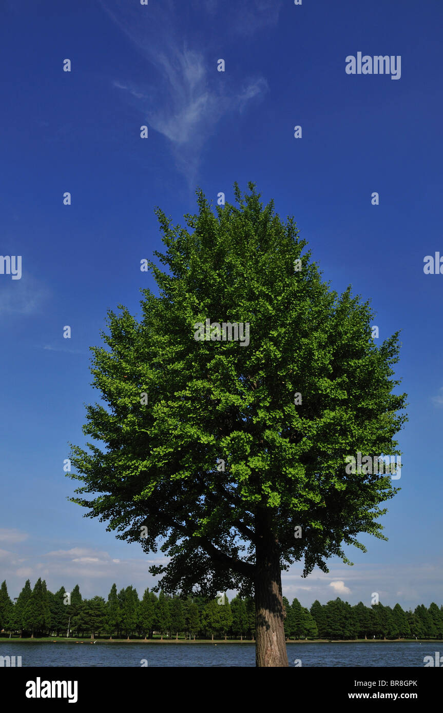 Gingko tree hi-res stock photography and images - Alamy