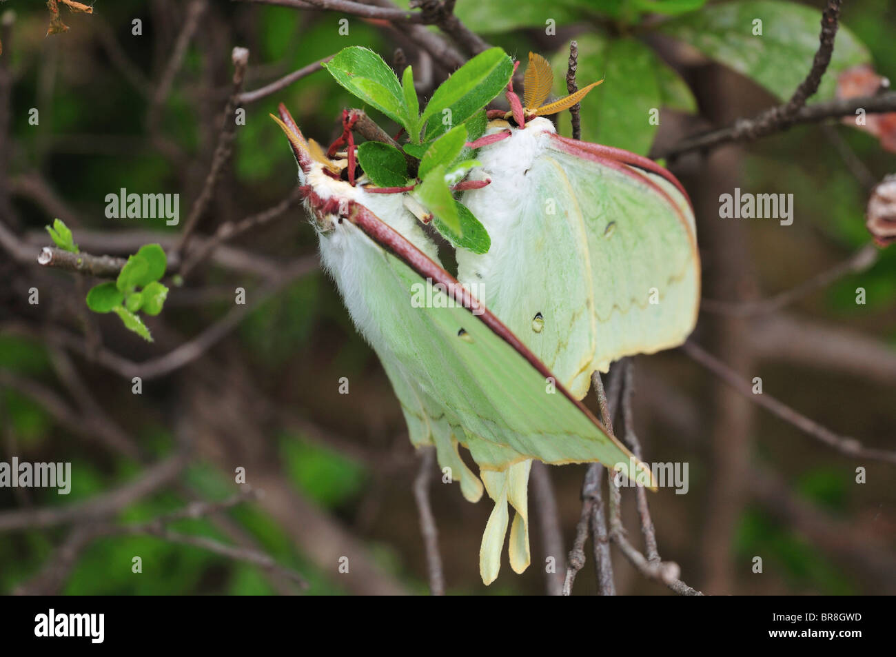Actias hi-res stock photography and images - Alamy