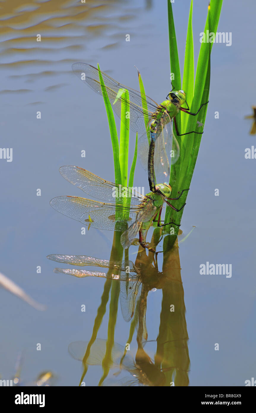 Animals mating hi-res stock photography and images - Alamy