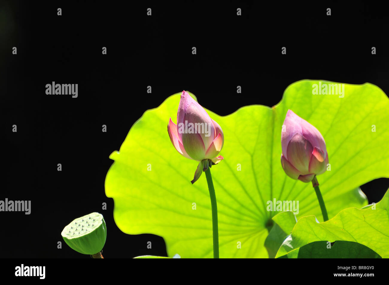 Two lotus buds Stock Photo - Alamy