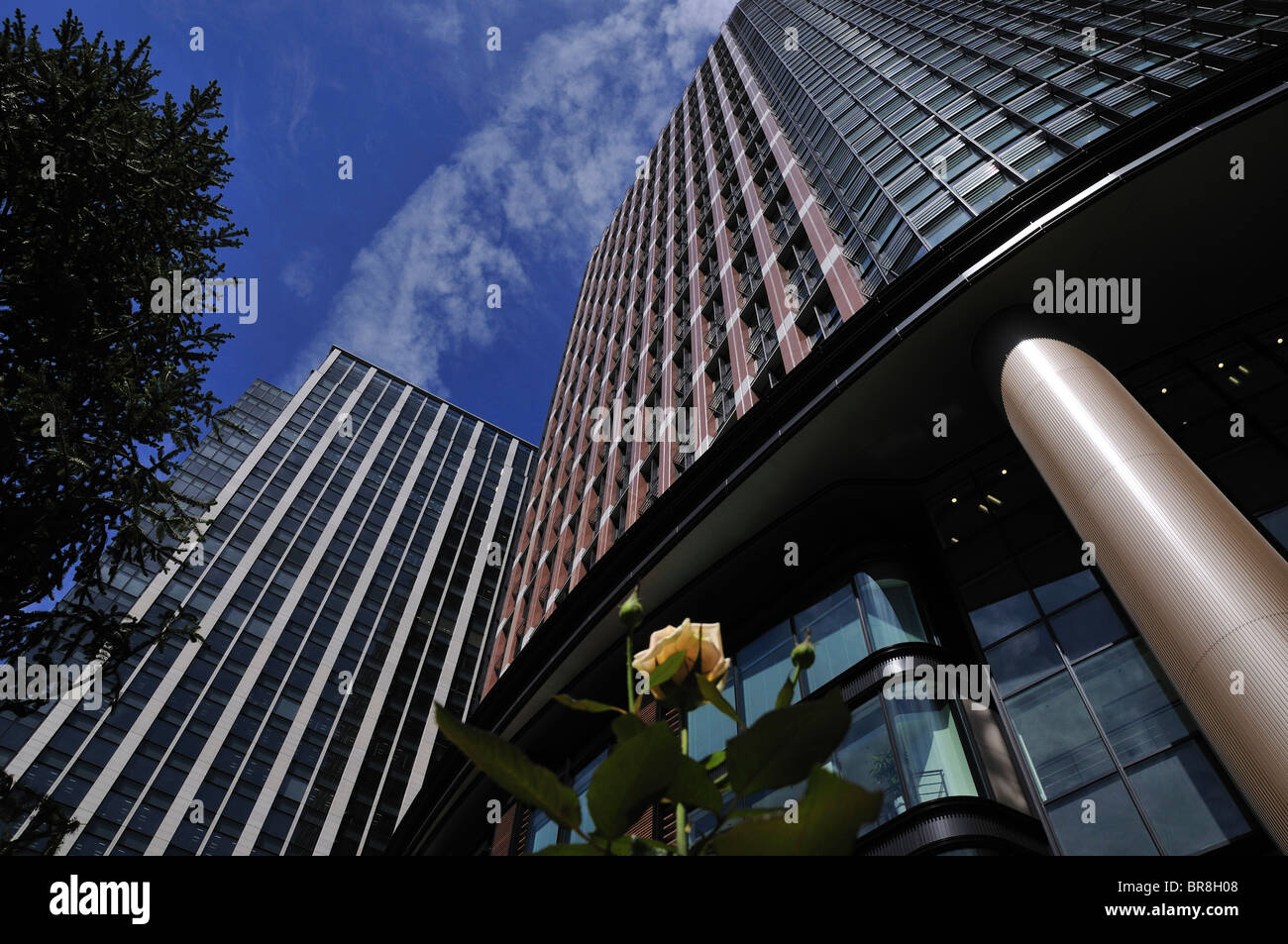Office buildings and rose, low angle view Stock Photo - Alamy