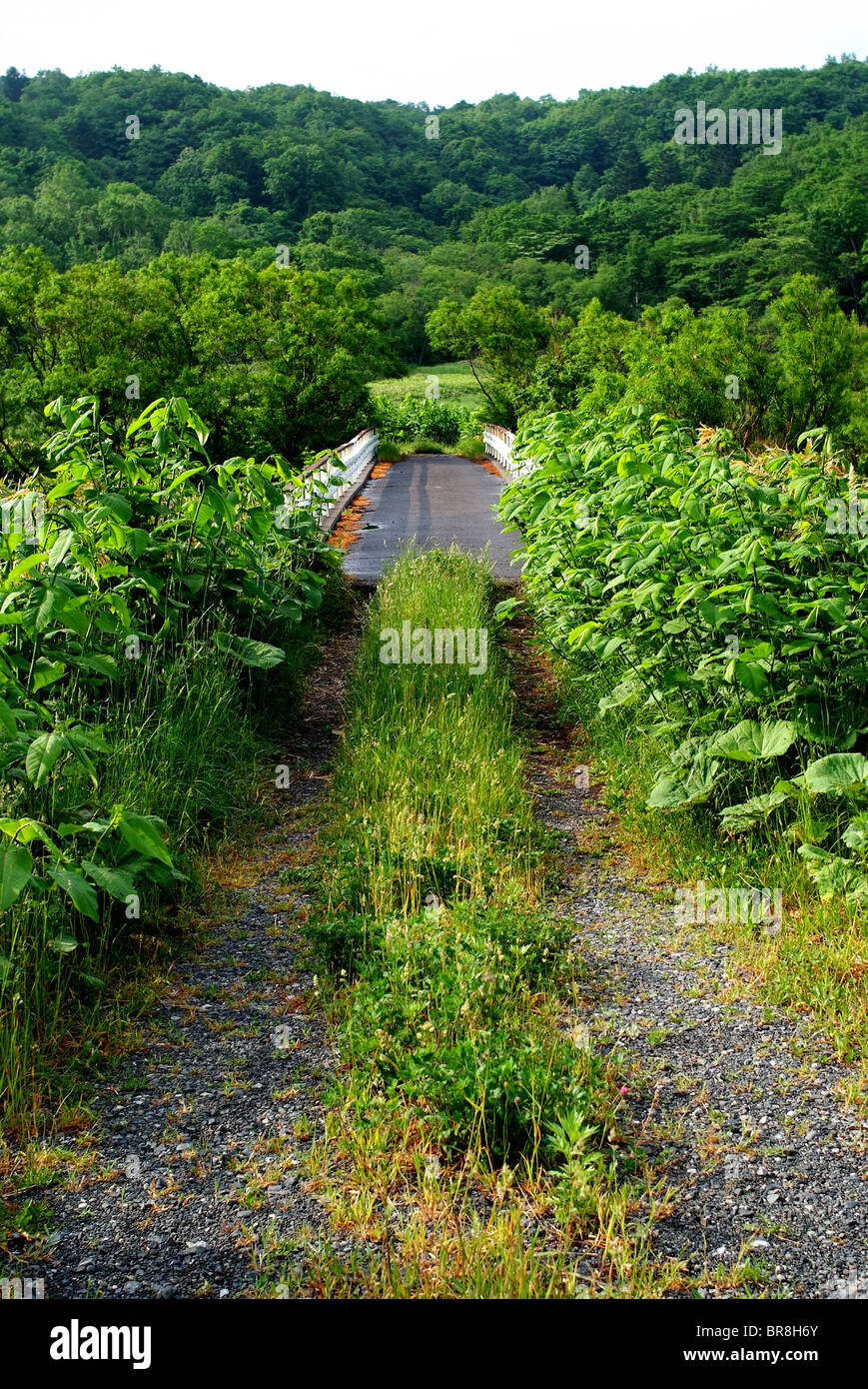 Bridge in bush Stock Photo - Alamy