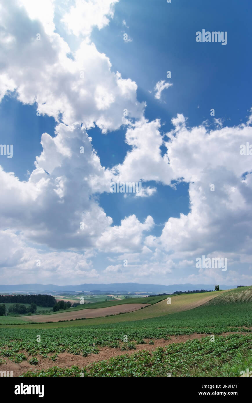 Scenery of field Stock Photo - Alamy