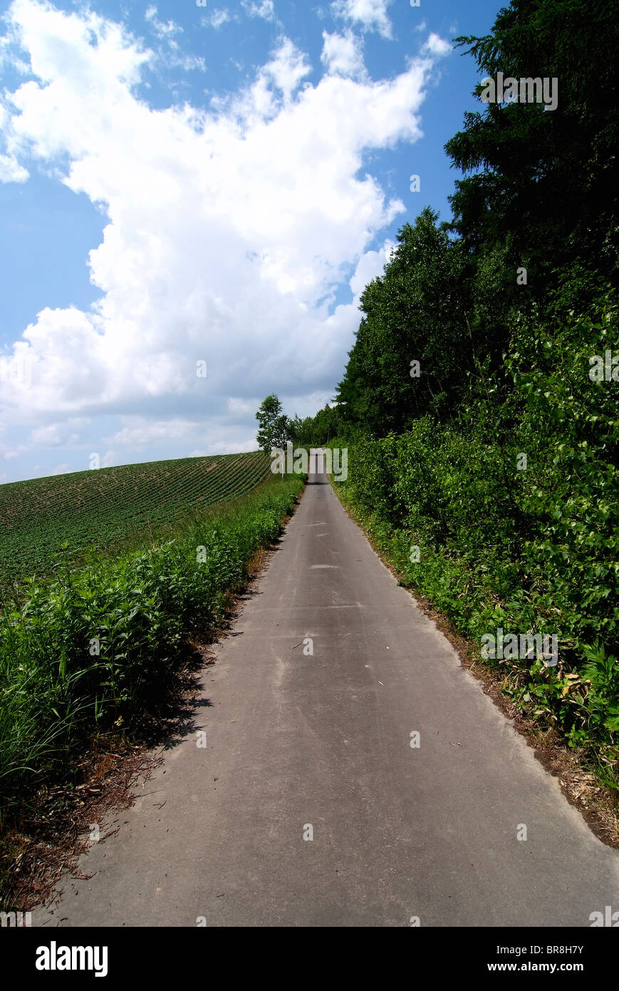 Road by forest Stock Photo - Alamy