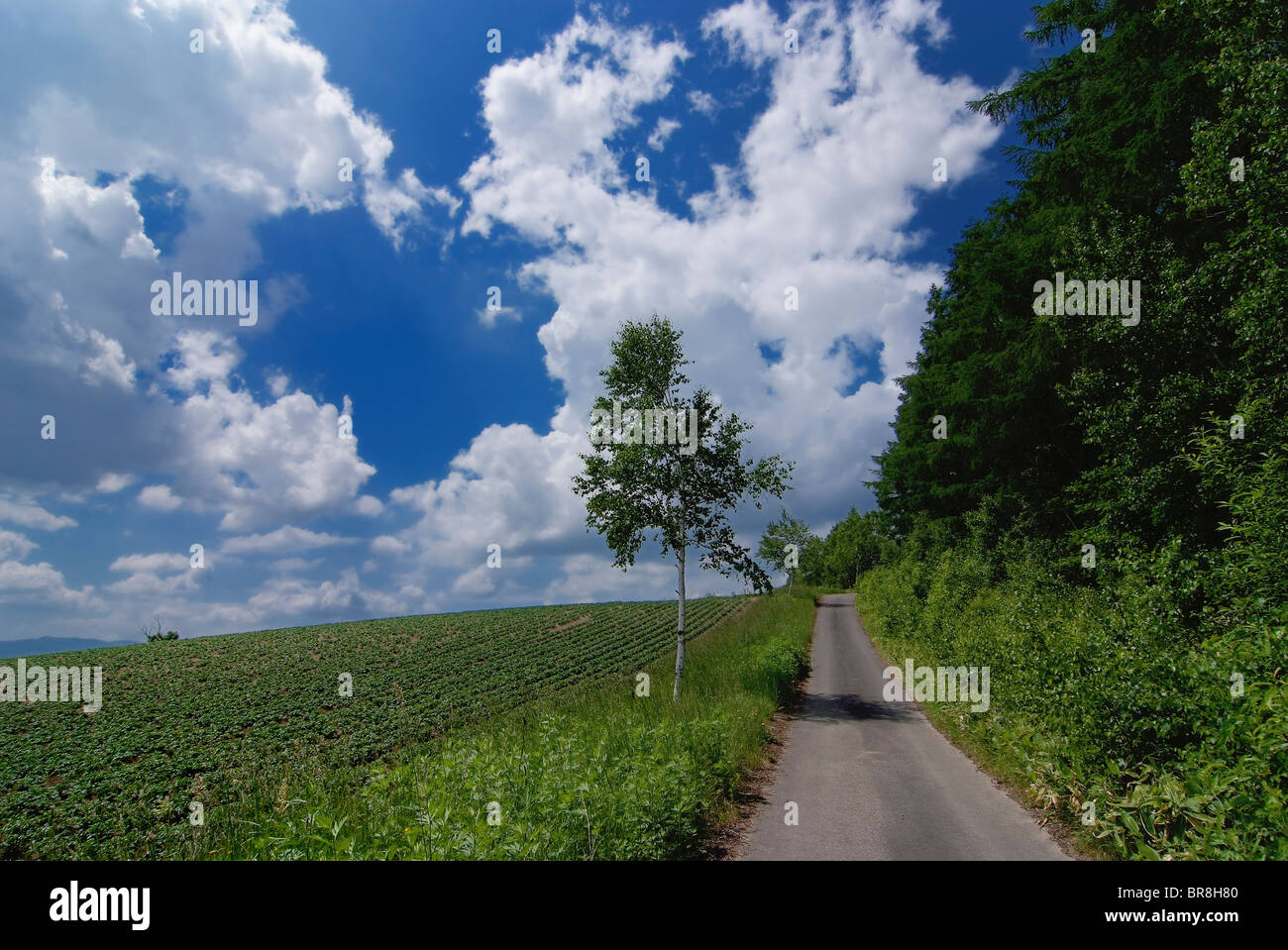 Road by forest Stock Photo - Alamy